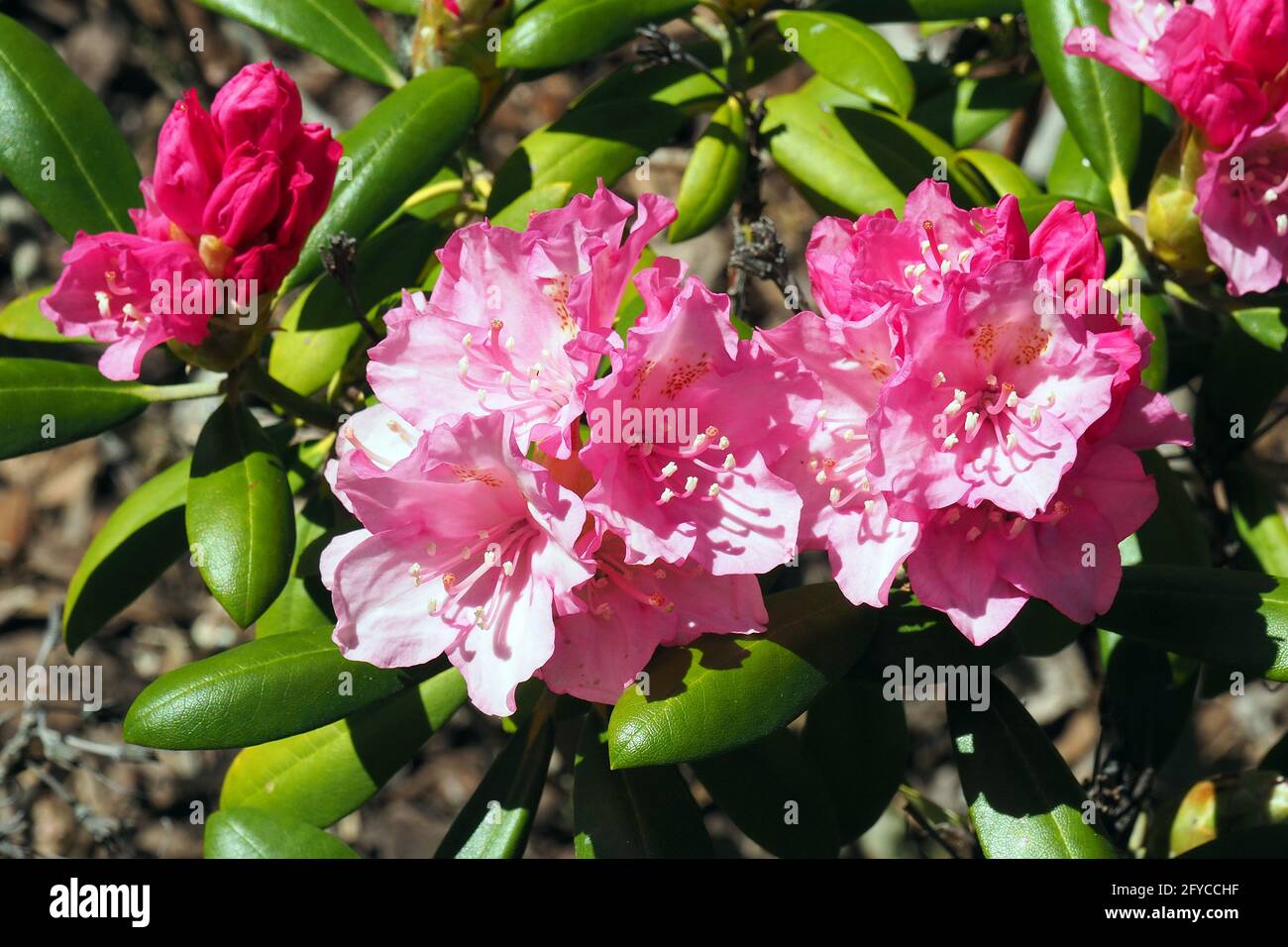common rhododendron or pontic rhododendron, Pontischer Rhododendron ...