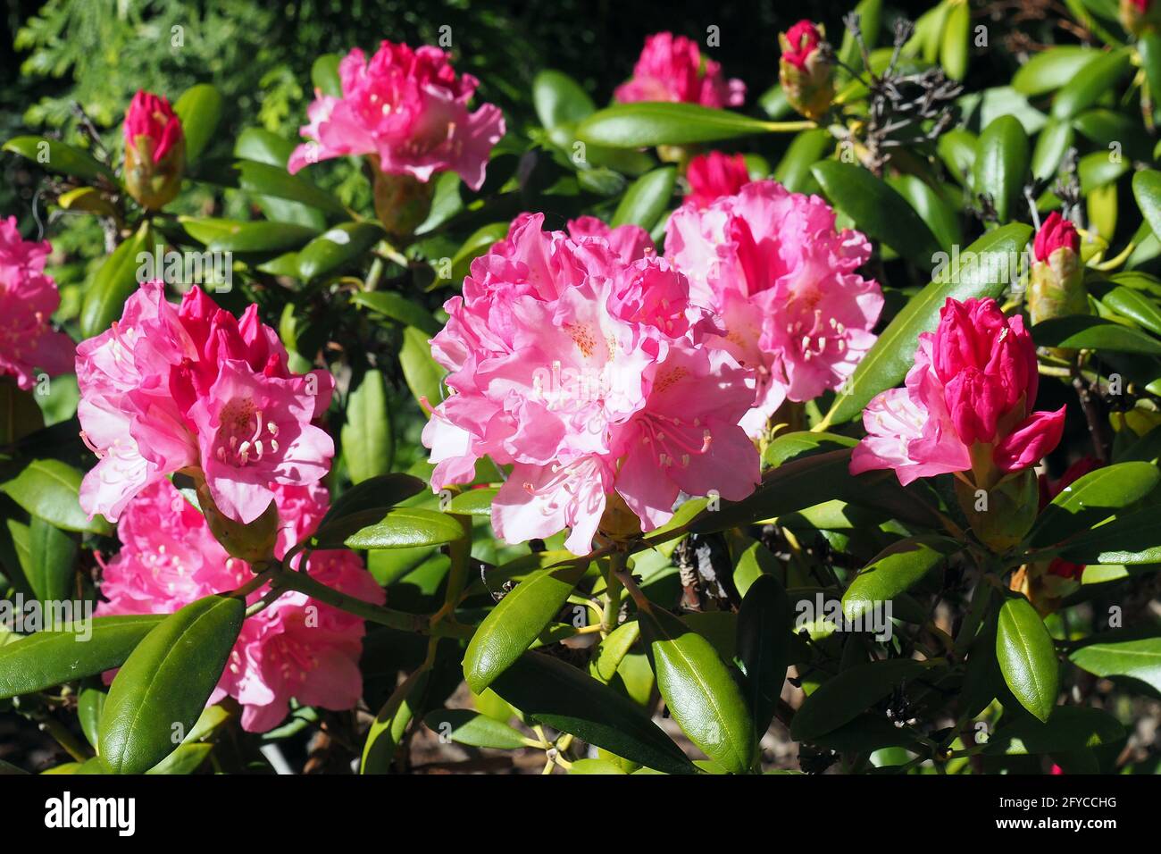 common rhododendron or pontic rhododendron, Pontischer Rhododendron ...