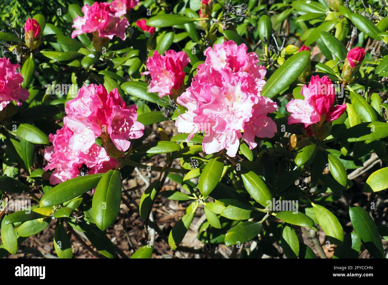 common rhododendron or pontic rhododendron, Pontischer Rhododendron ...