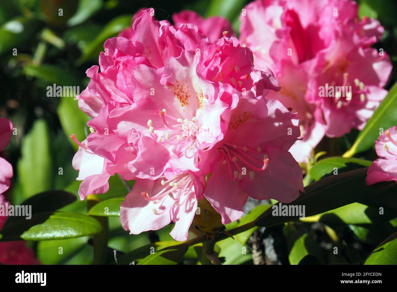 common rhododendron or pontic rhododendron, Pontischer Rhododendron ...