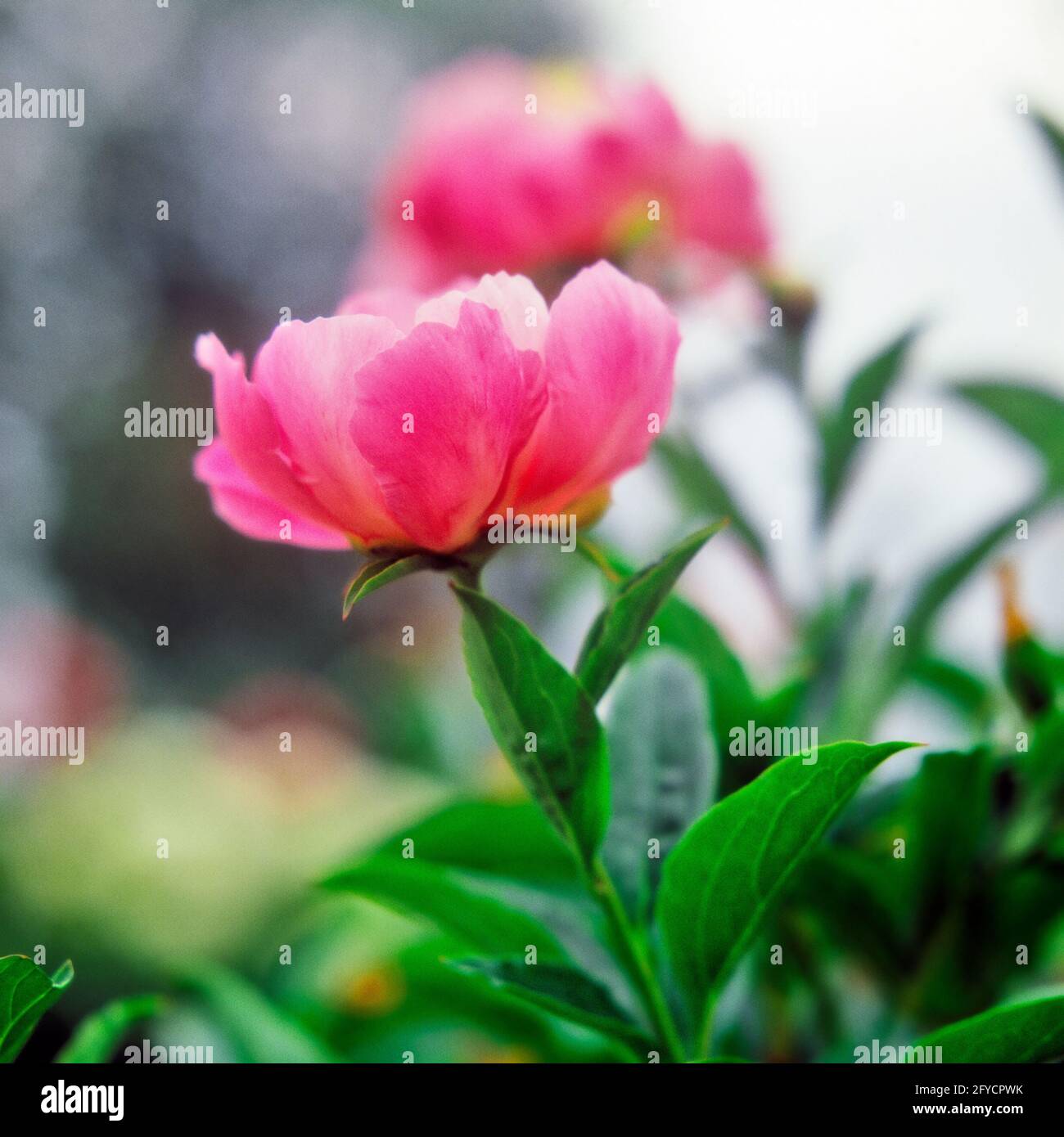 1970s PRETTY PINK COMMON PEONY Paeonia officinalis BLOOMING IN GARDEN ...