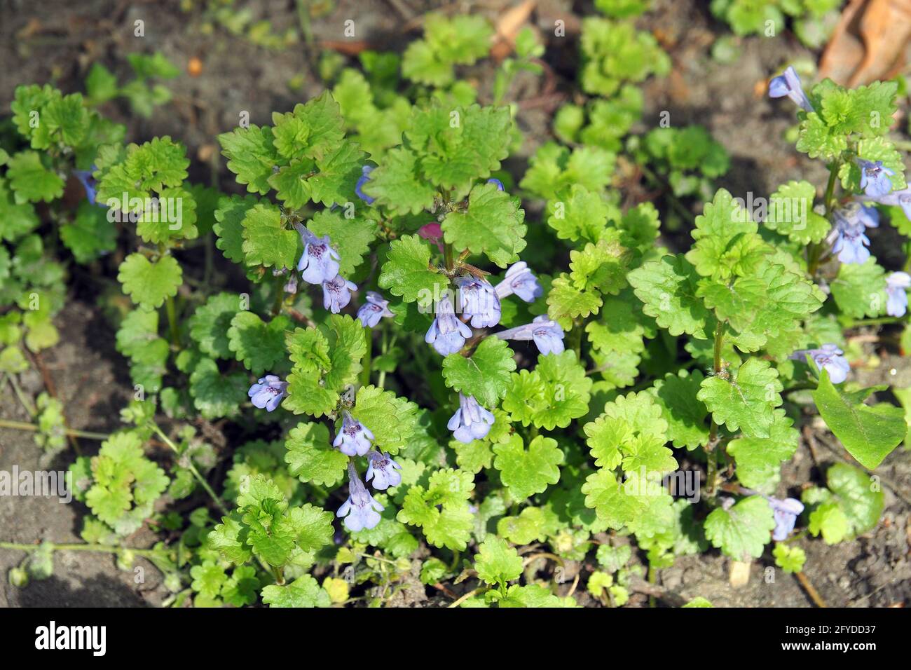ground-ivy, gill-over-the-ground, Gundermann, Gundelrebe, Gléchome ...