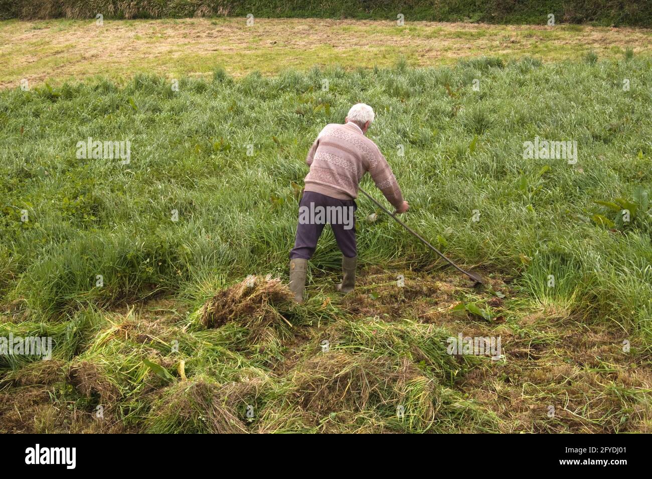Old man reaping the grass with a scythe. Seen from his back. Galicia ...
