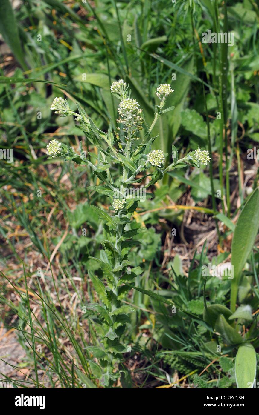 field pepperwort, field pepperweed or field cress, Feld-Kresse ...