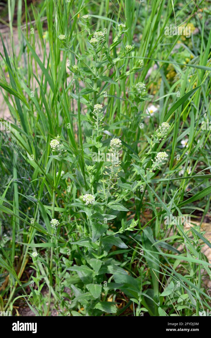 field pepperwort, field pepperweed or field cress, Feld-Kresse ...