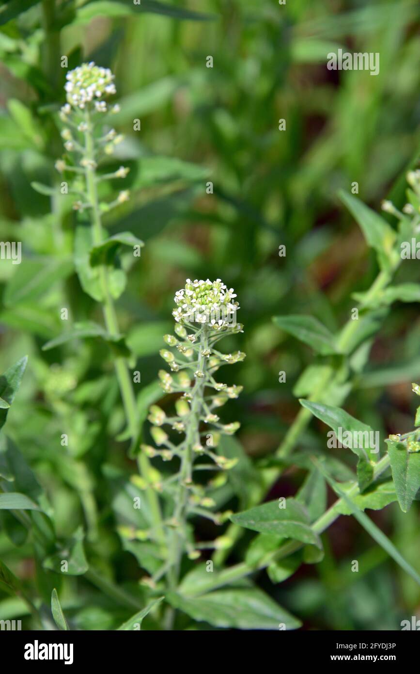 field pepperwort, field pepperweed or field cress, Feld-Kresse ...