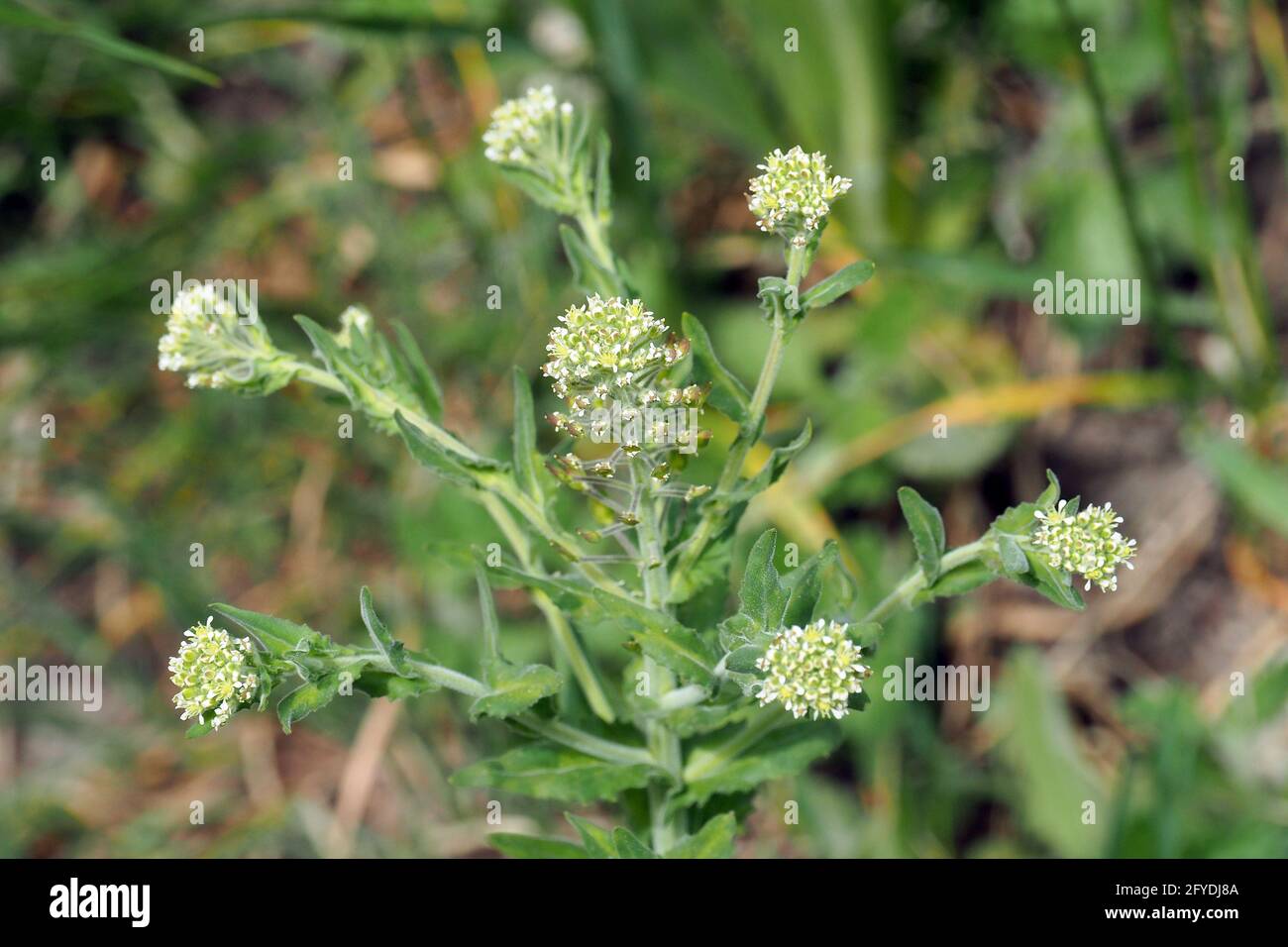 field pepperwort, field pepperweed or field cress, Feld-Kresse ...