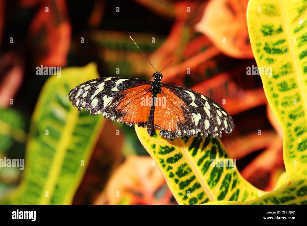 Close up of a Heliconius hecale Longwing butterfly with wings open ...