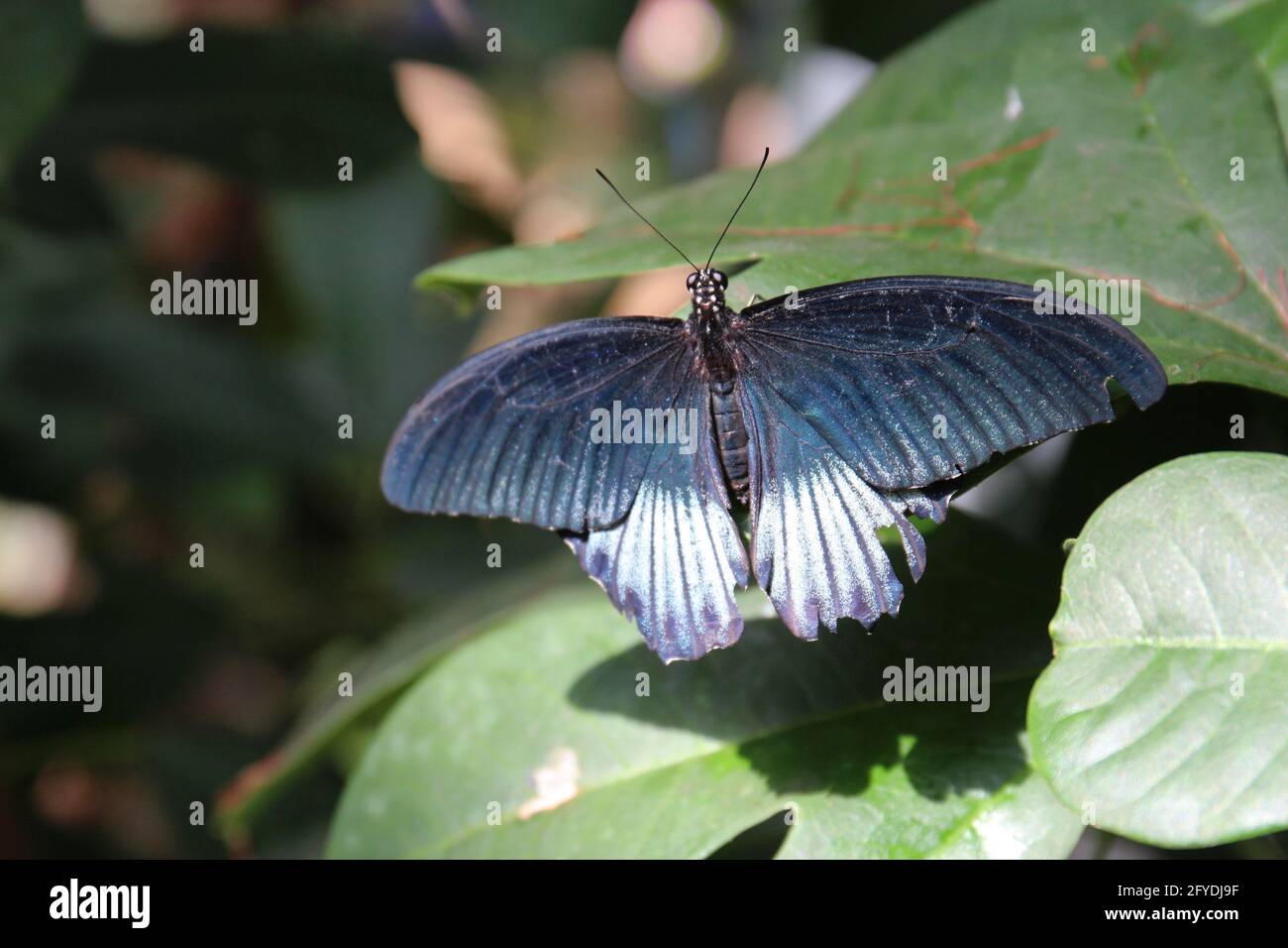 A blue Pipevine Swallowtail butterfly with torn wings resting on a leaf ...