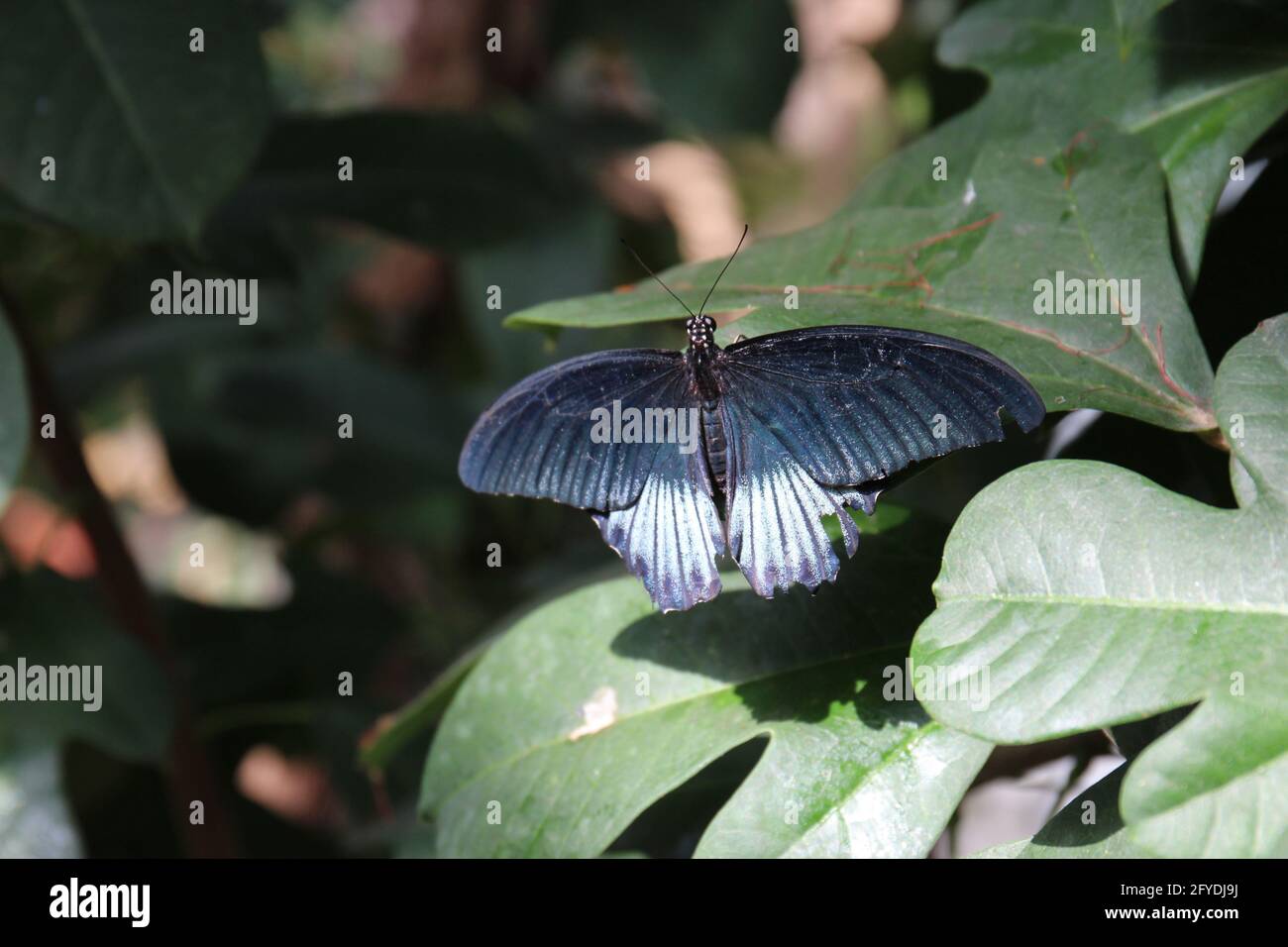 Close up of a blue Pipevine Swallowtail butterfly with torn wings ...