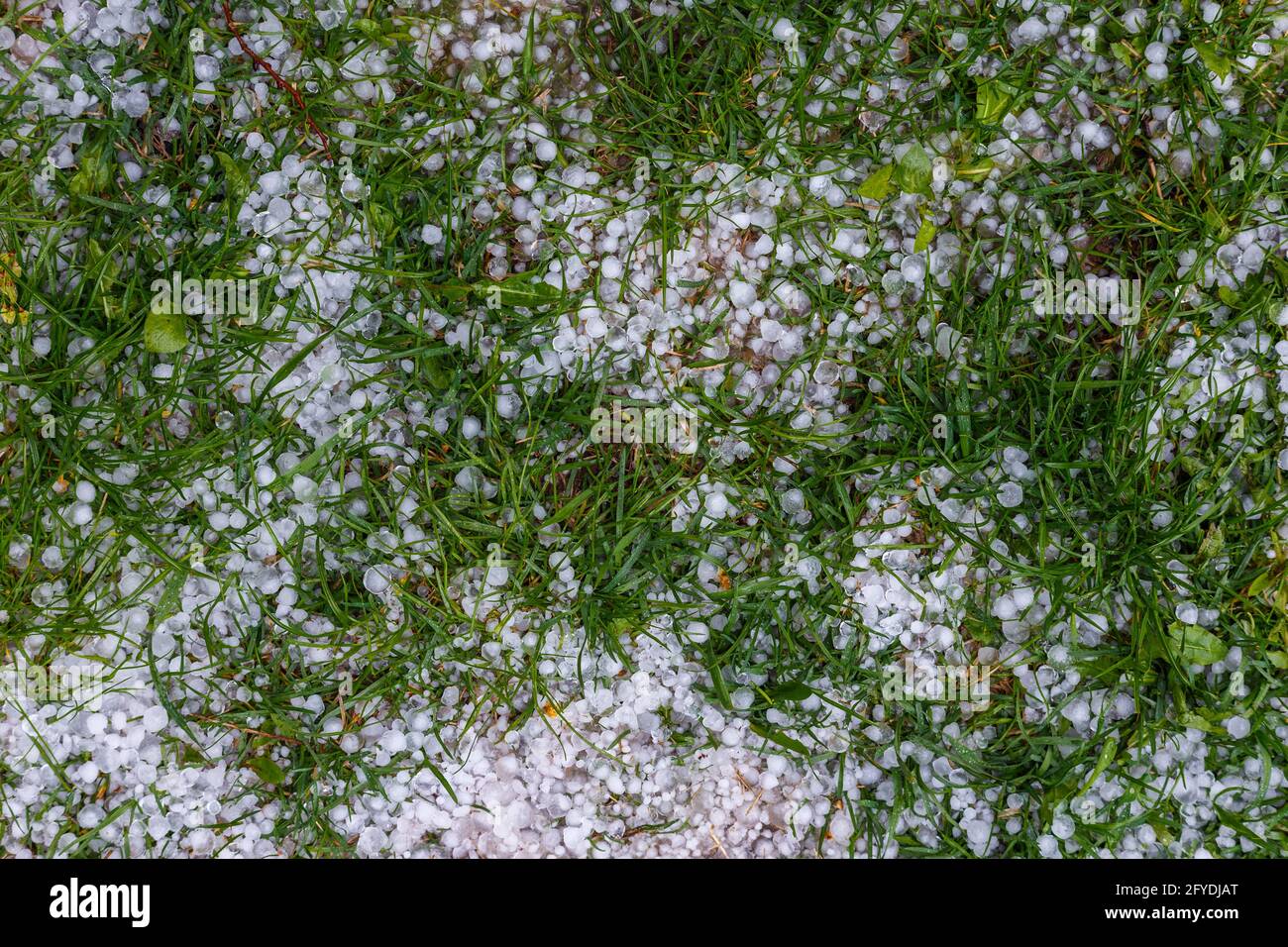 White ice hail on the green grass after summer storm at daylight Stock ...