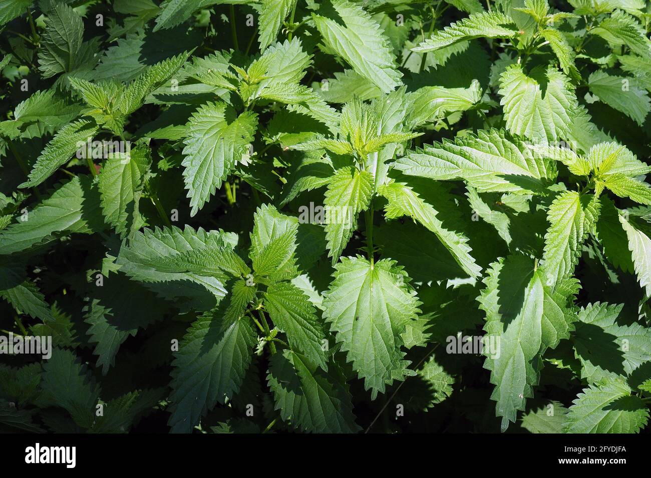 common nettle, stinging nettle, nettle leaf, stinger. Große Brennnessel ...