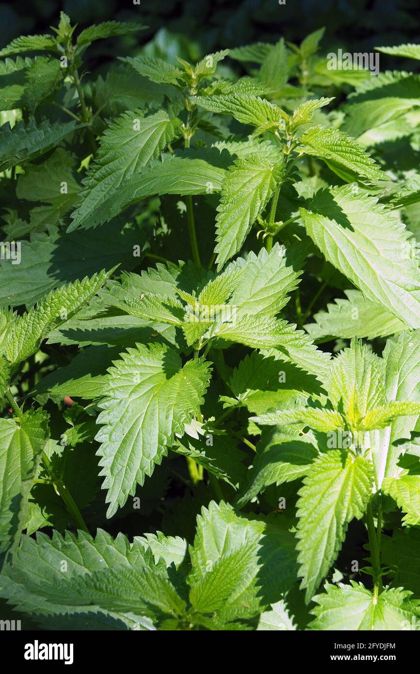 common nettle, stinging nettle, nettle leaf, stinger. Große Brennnessel ...