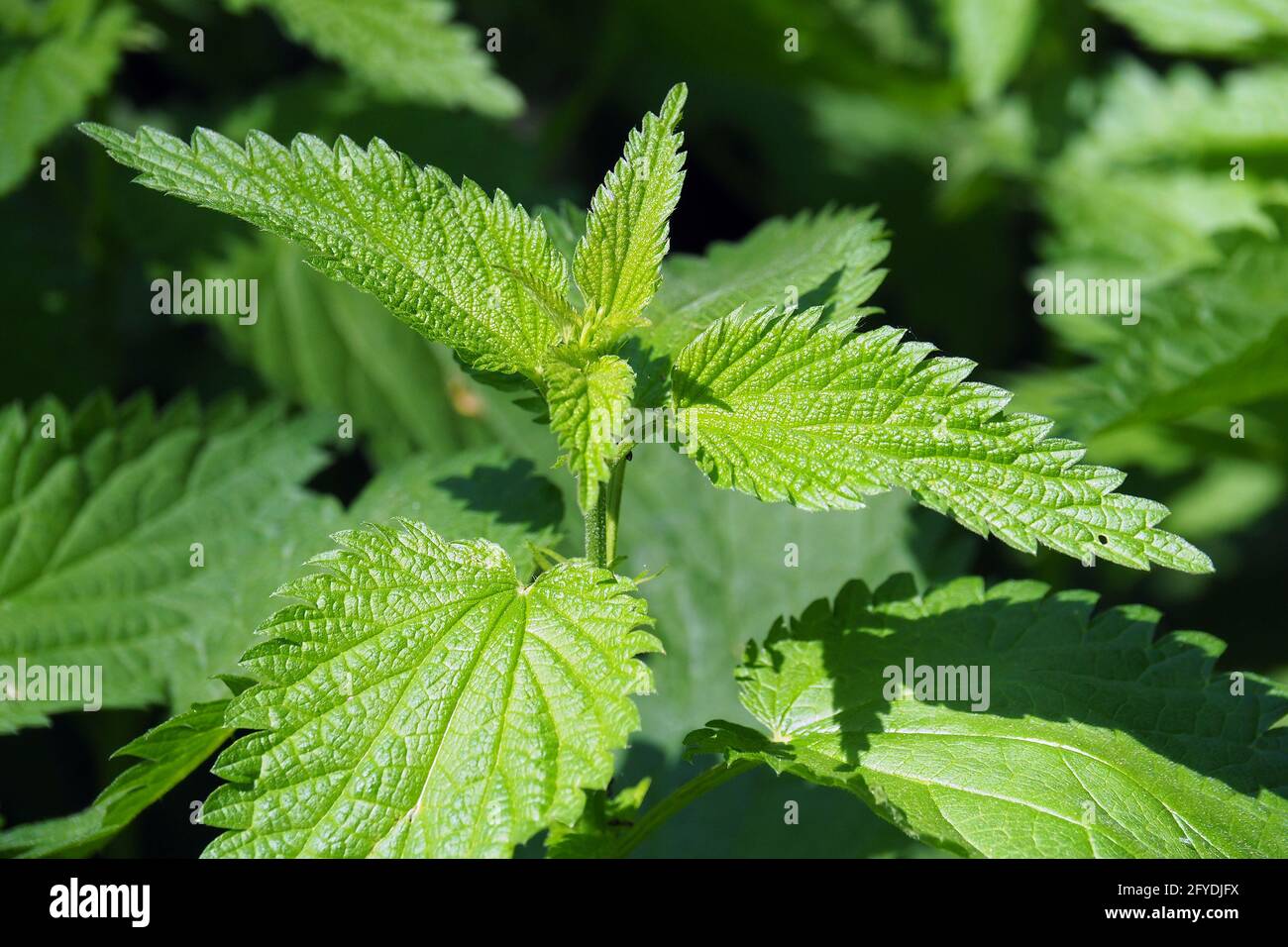 common nettle, stinging nettle, nettle leaf, stinger. Große Brennnessel ...