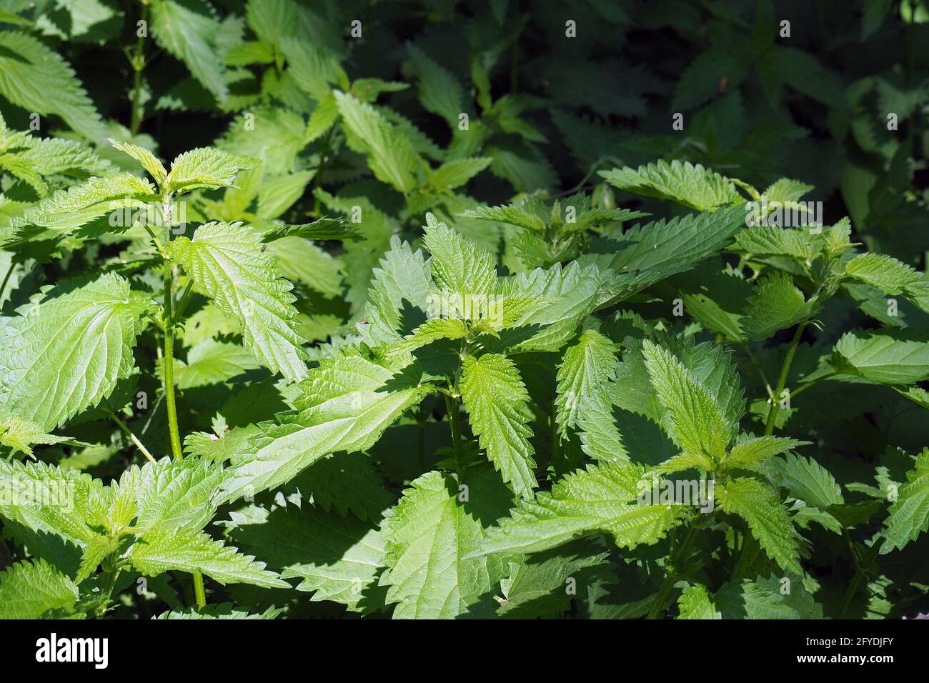 common nettle, stinging nettle, nettle leaf, stinger. Große Brennnessel ...
