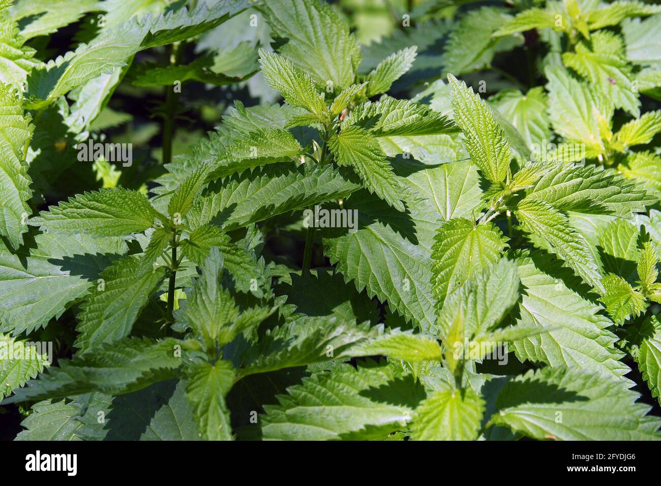 common nettle, stinging nettle, nettle leaf, stinger. Große Brennnessel ...