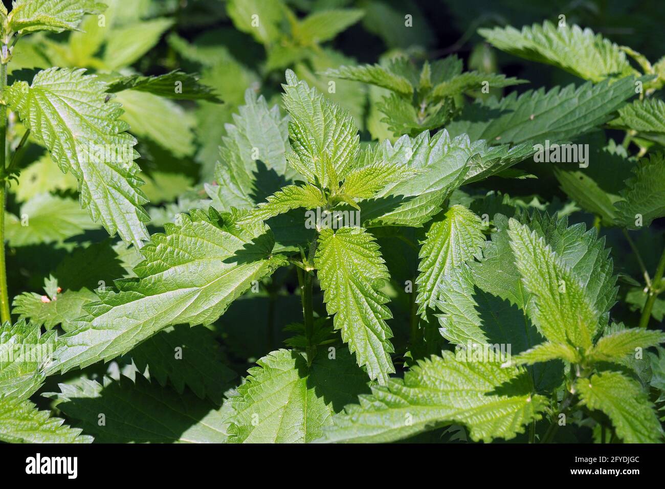 common nettle, stinging nettle, nettle leaf, stinger. Große Brennnessel ...