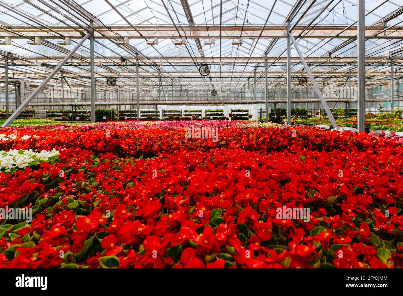 Growing red begonia flower seedlings in modern hydroponic greenhouse ...