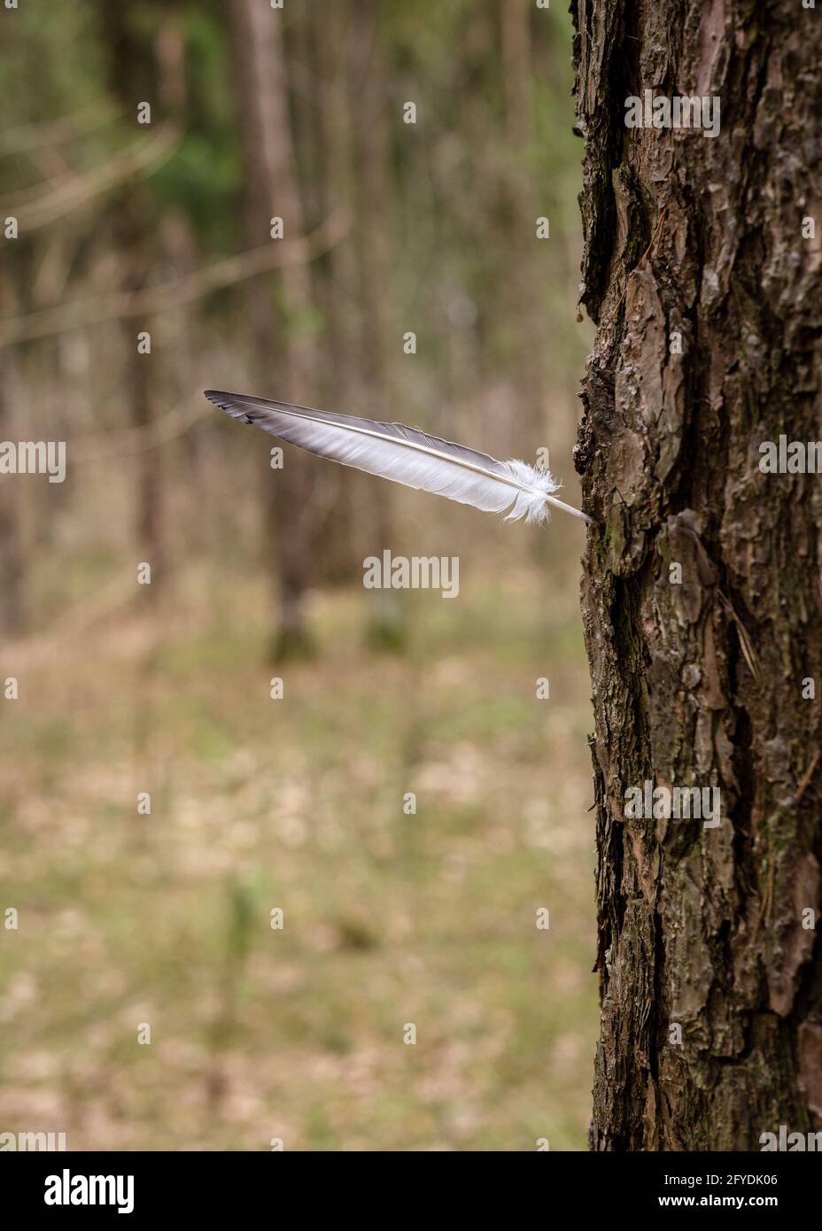 A bird's feather sticking out of a tree Stock Photo - Alamy