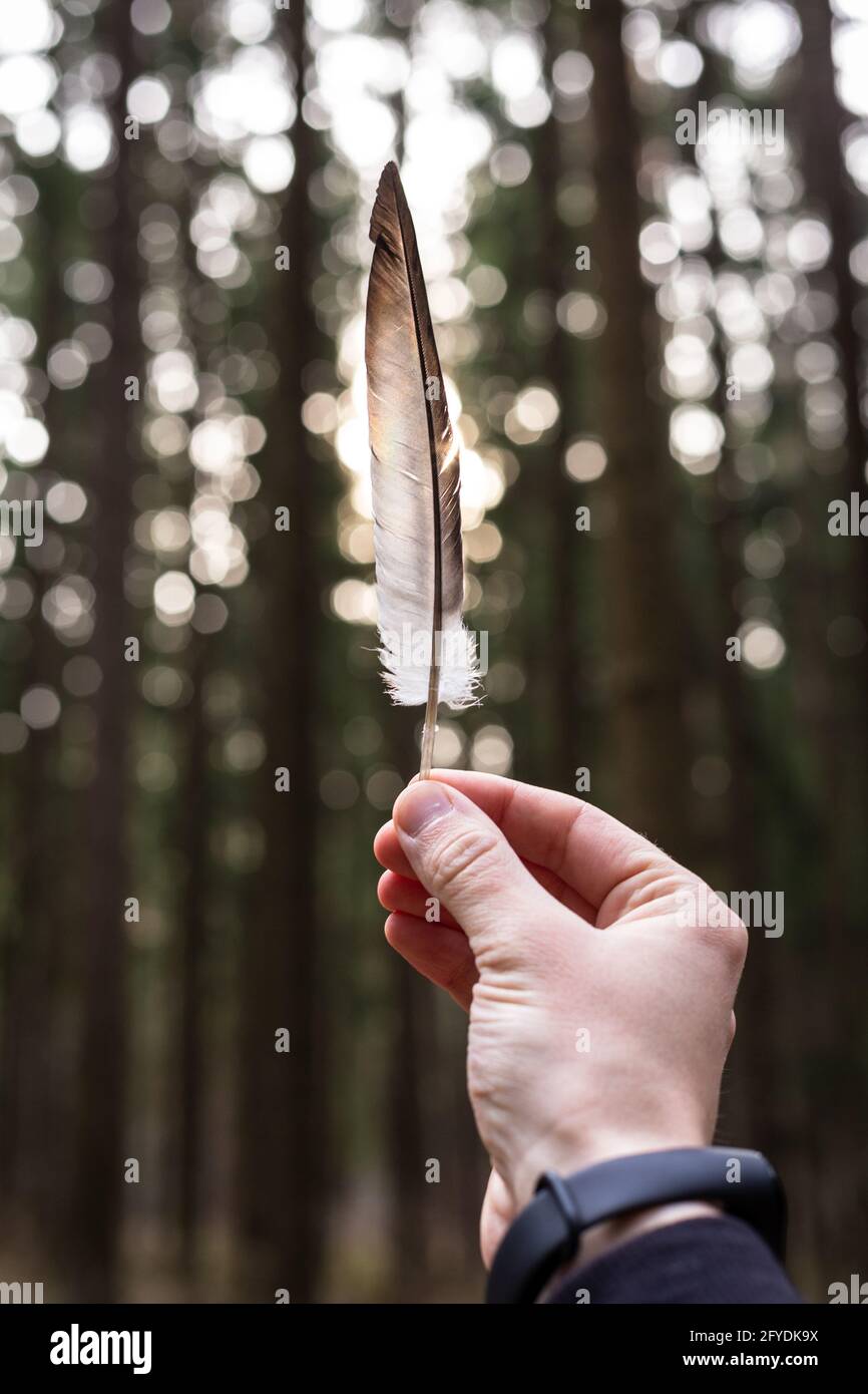 Bird feather in a man's hand on a forest background Stock Photo - Alamy