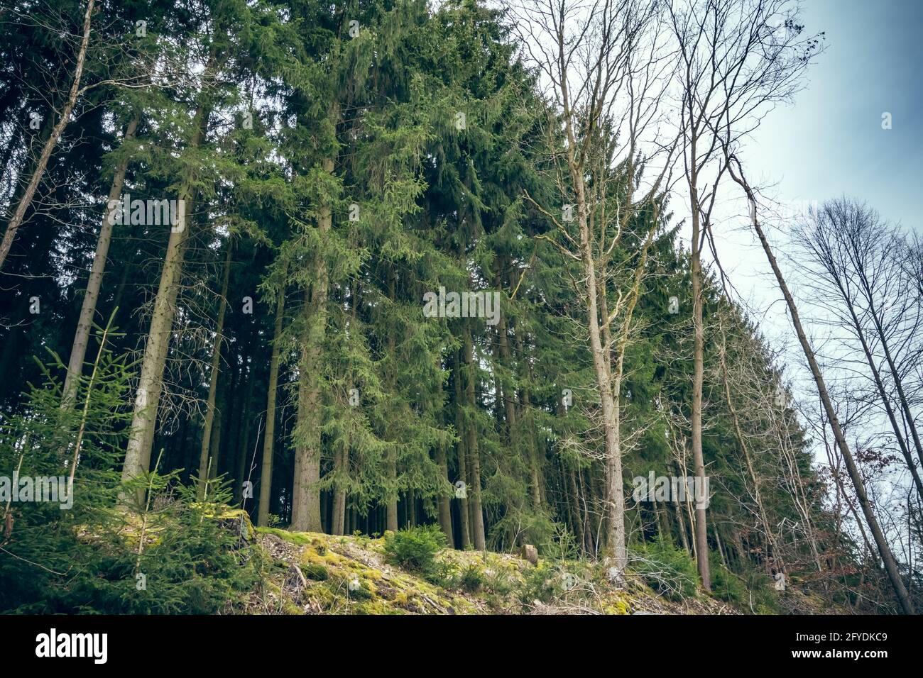 Beautiful forest with dense trees under a clear sky - green environment ...