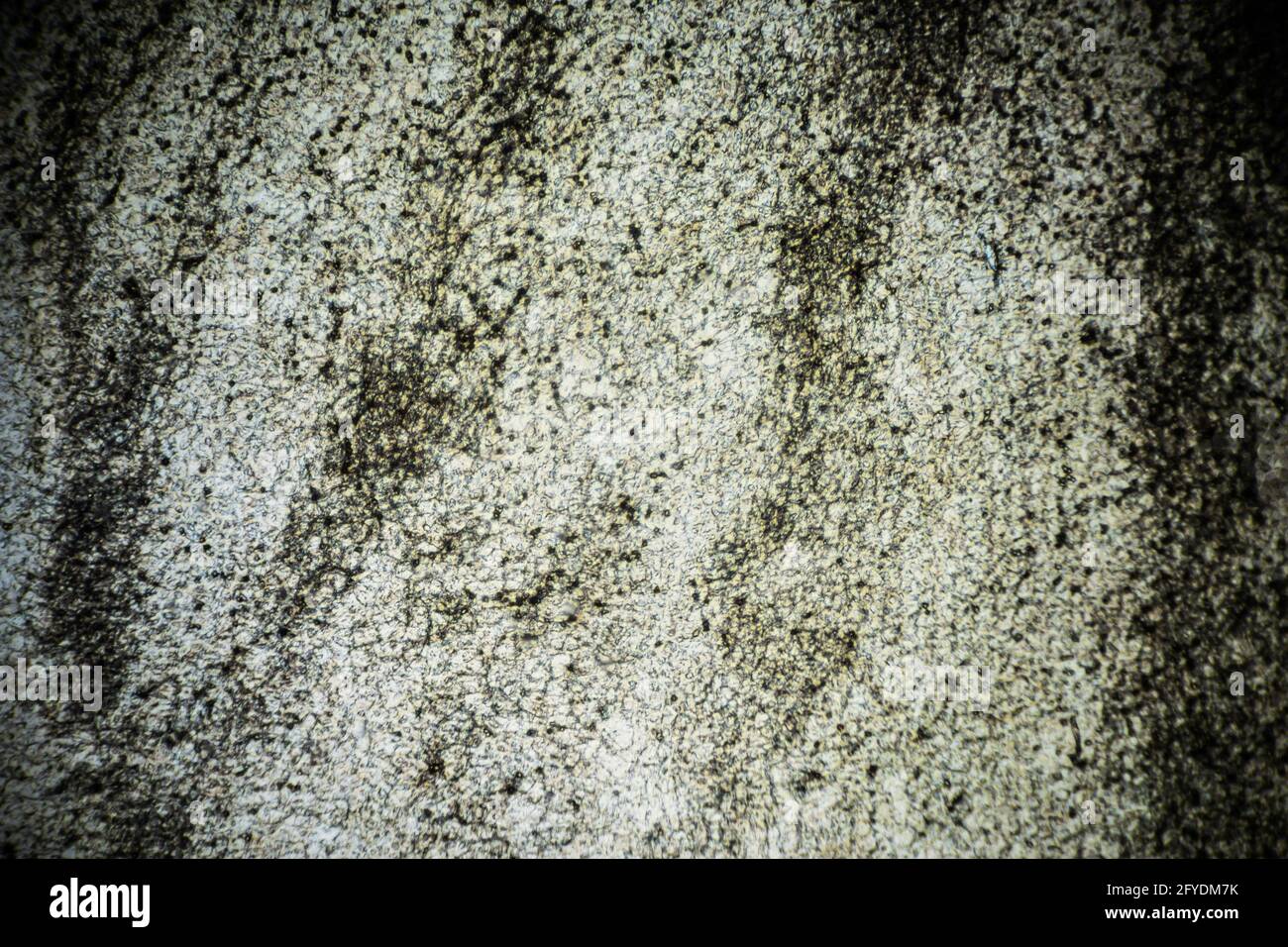 outer peel of orange seed under a light microscope, magnification 40 ...