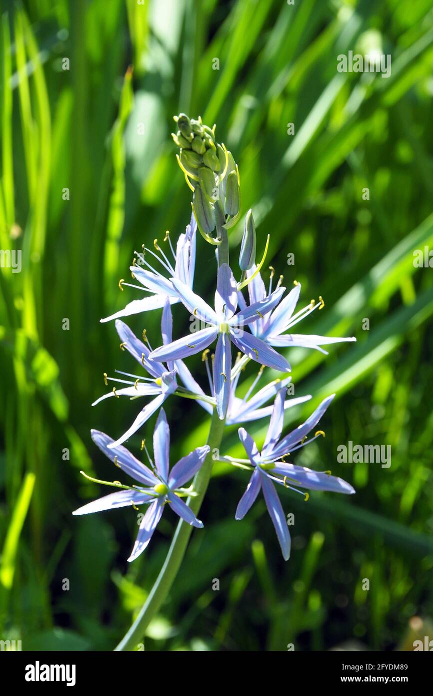 great camas or large camas, Leichtlin-Prärielilie, Camassia leichtlinii ...