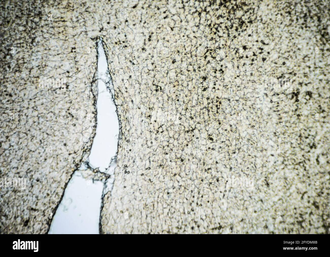 outer peel of orange seed under a light microscope Stock Photo - Alamy