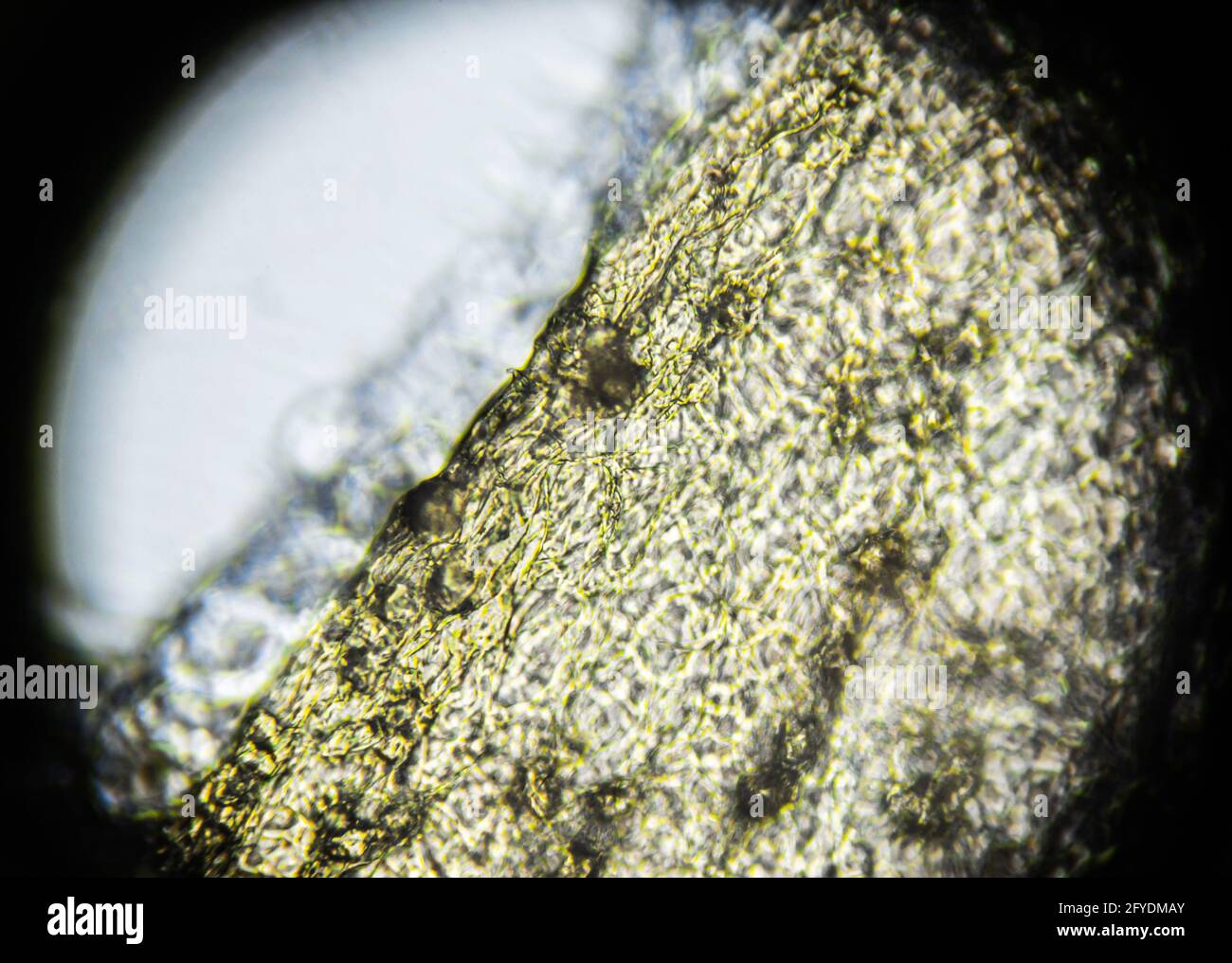 outer peel of orange seed under a light microscope, magnification 400 ...