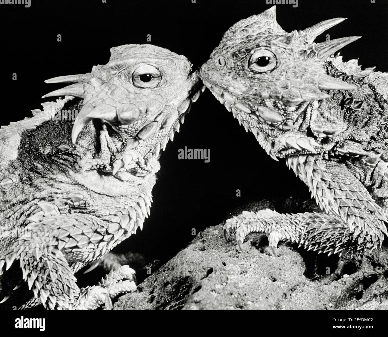 Kissing animals funny hi-res stock photography and images - Alamy