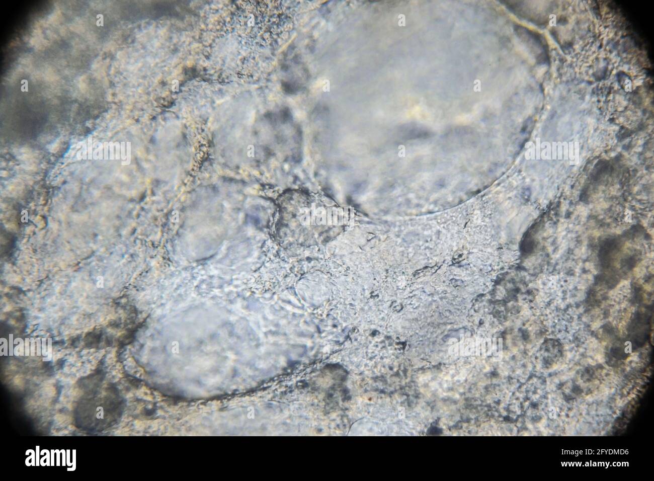 Milk sausage texture under a light microscope, magnification 400 times ...