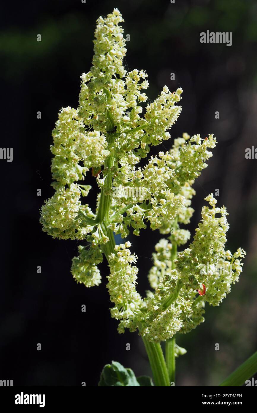 Rhubarb, Gemeiner Rhabarber, Gemüse-Rhabarber oder Krauser Rhabarber ...