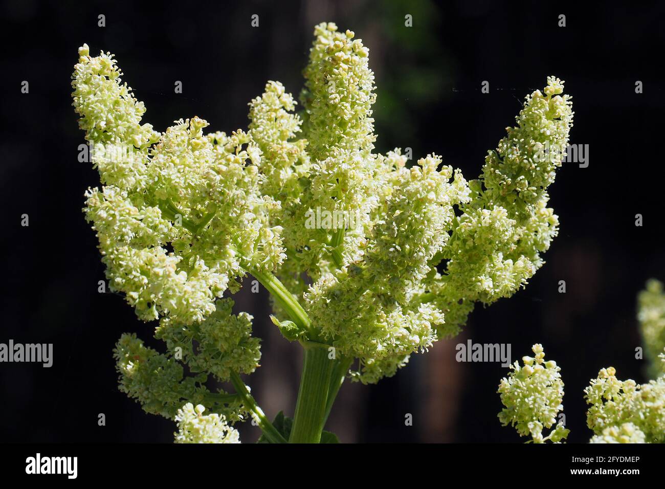 Rhubarb, Gemeiner Rhabarber, Gemüse-Rhabarber oder Krauser Rhabarber ...