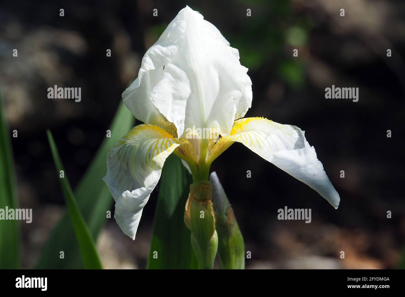 bearded iris, German bearded iris, Deutsche Schwertlilie, Iris × ...