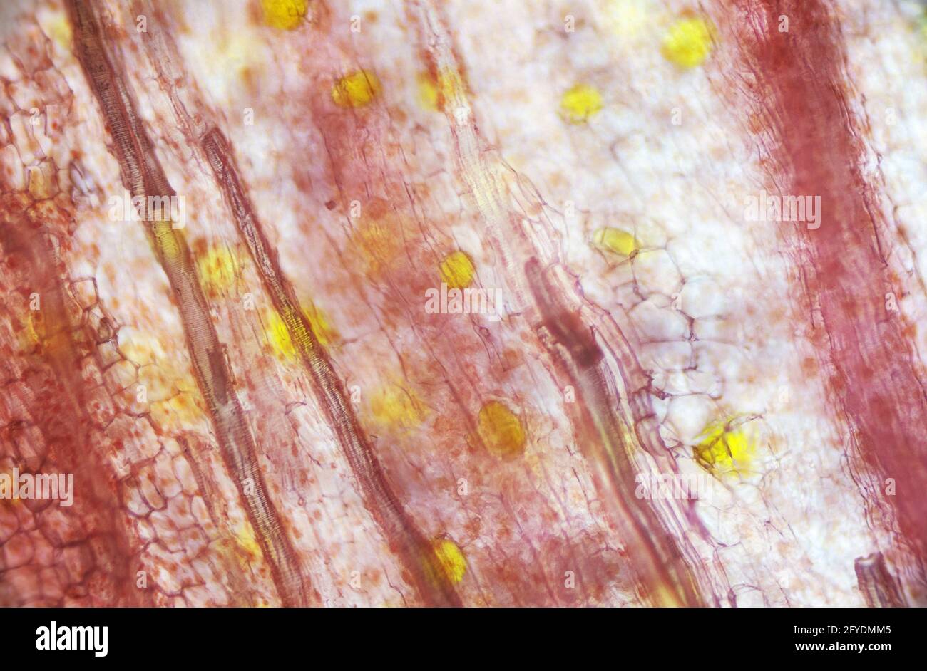 Pickled ginger root under the light microscope, magnification 100 times ...