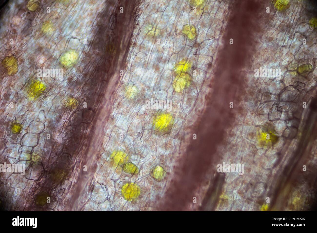 Pickled ginger root under the light microscope, magnification 100 times ...