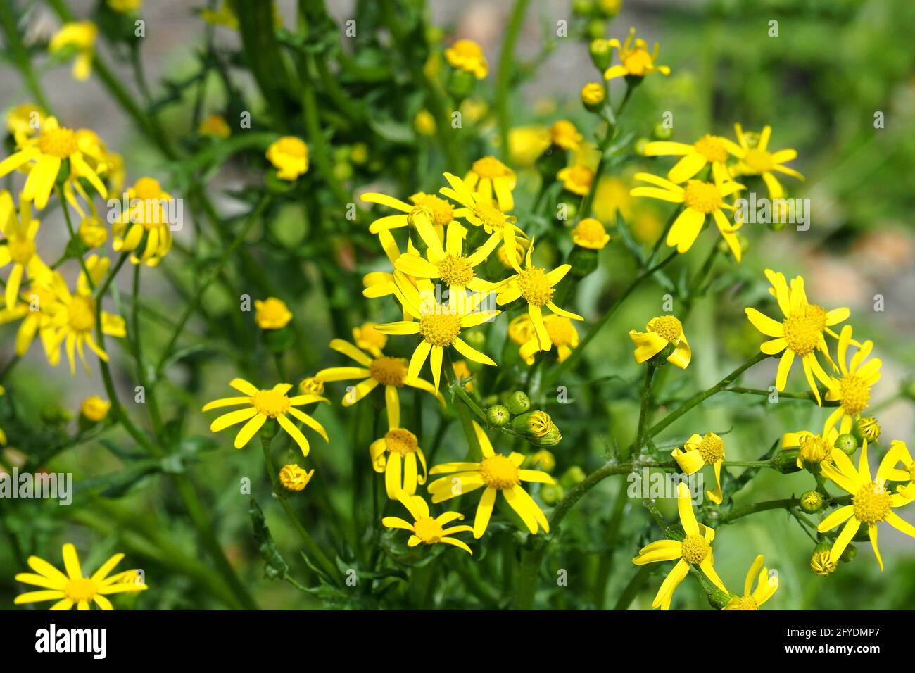 eastern groundsel, Frühlings-Greiskraut, Senecio vernalis, tavaszi ...