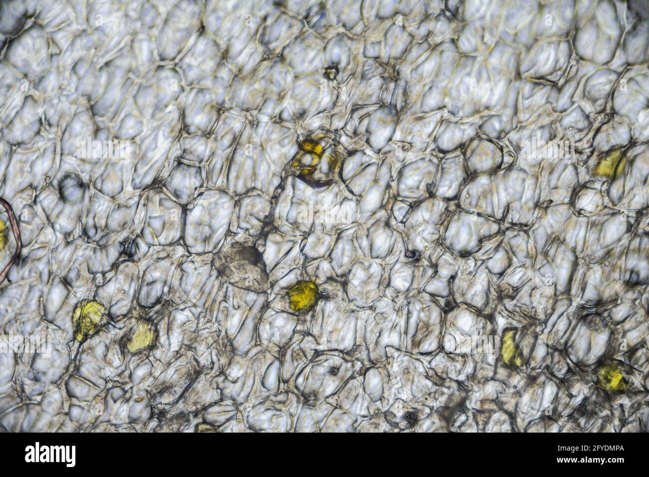 Pickled ginger root under the light microscope, magnification 100 times ...