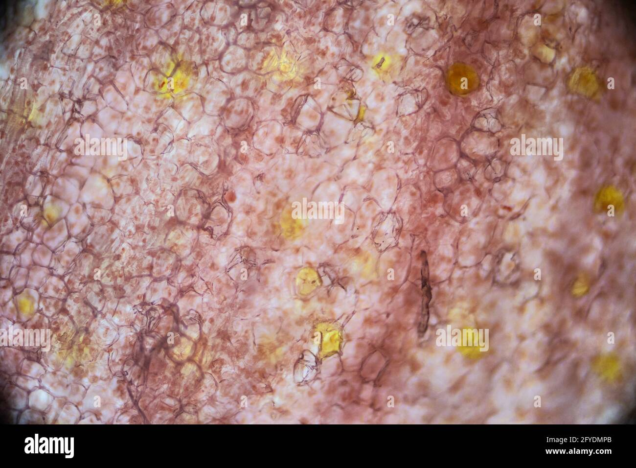 Pickled ginger root under the light microscope, magnification 100 times ...