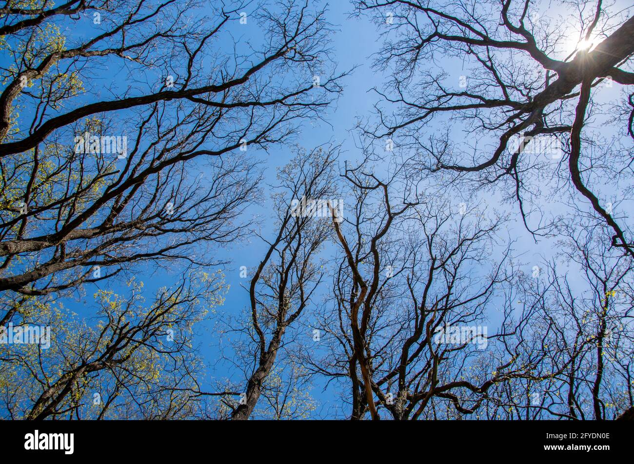 Look up at trees hi-res stock photography and images - Alamy