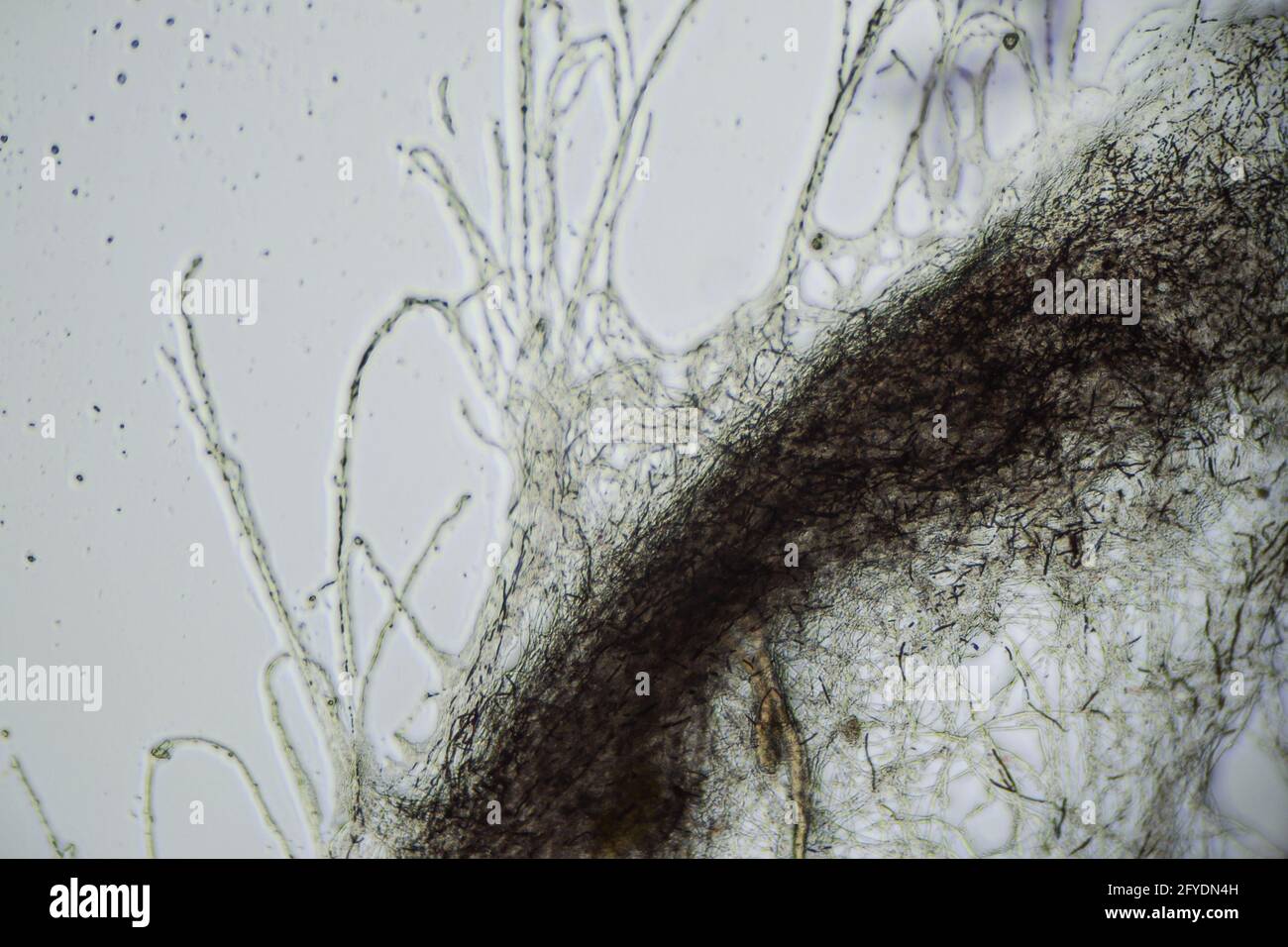 Kombucha tea macro close up under the light microscope, magnification ...