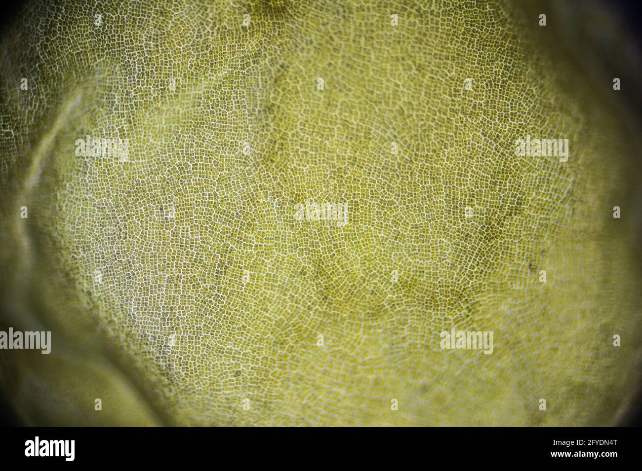 Laminaria Microscope