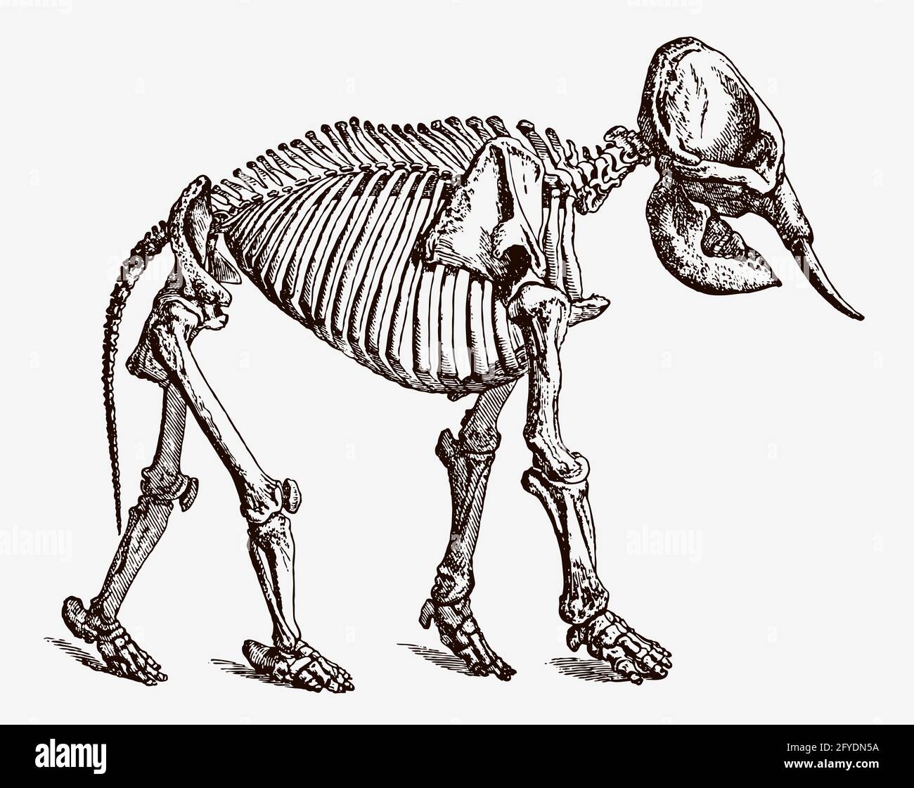 19th century indian elephant Stock Vector Images - Alamy