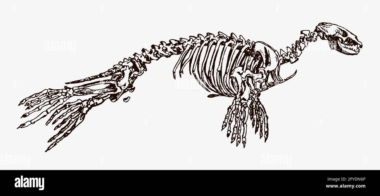 Harbour seal skull Stock Vector Images - Alamy