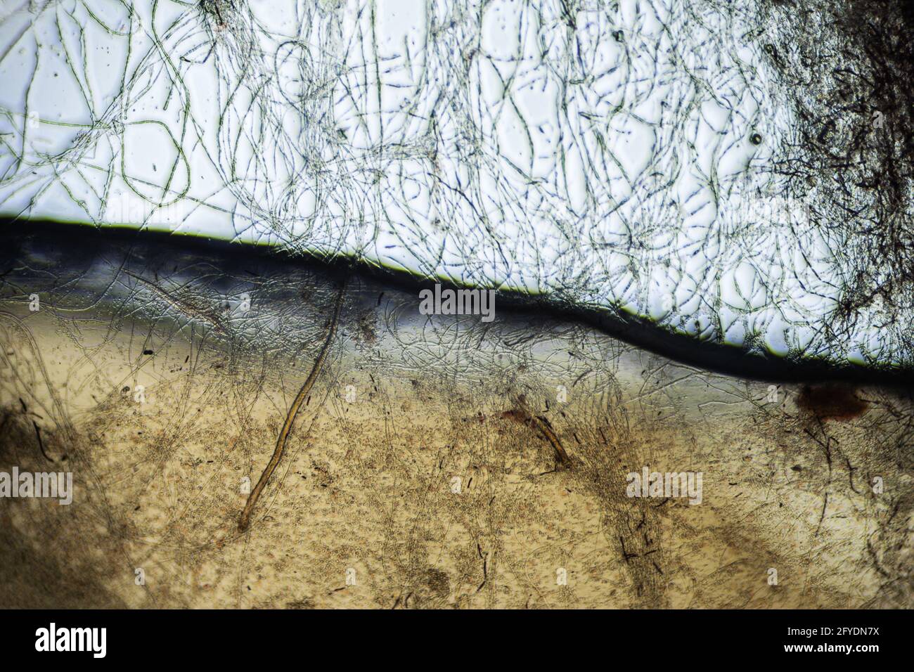 Kombucha tea macro close up under the light microscope, magnification ...
