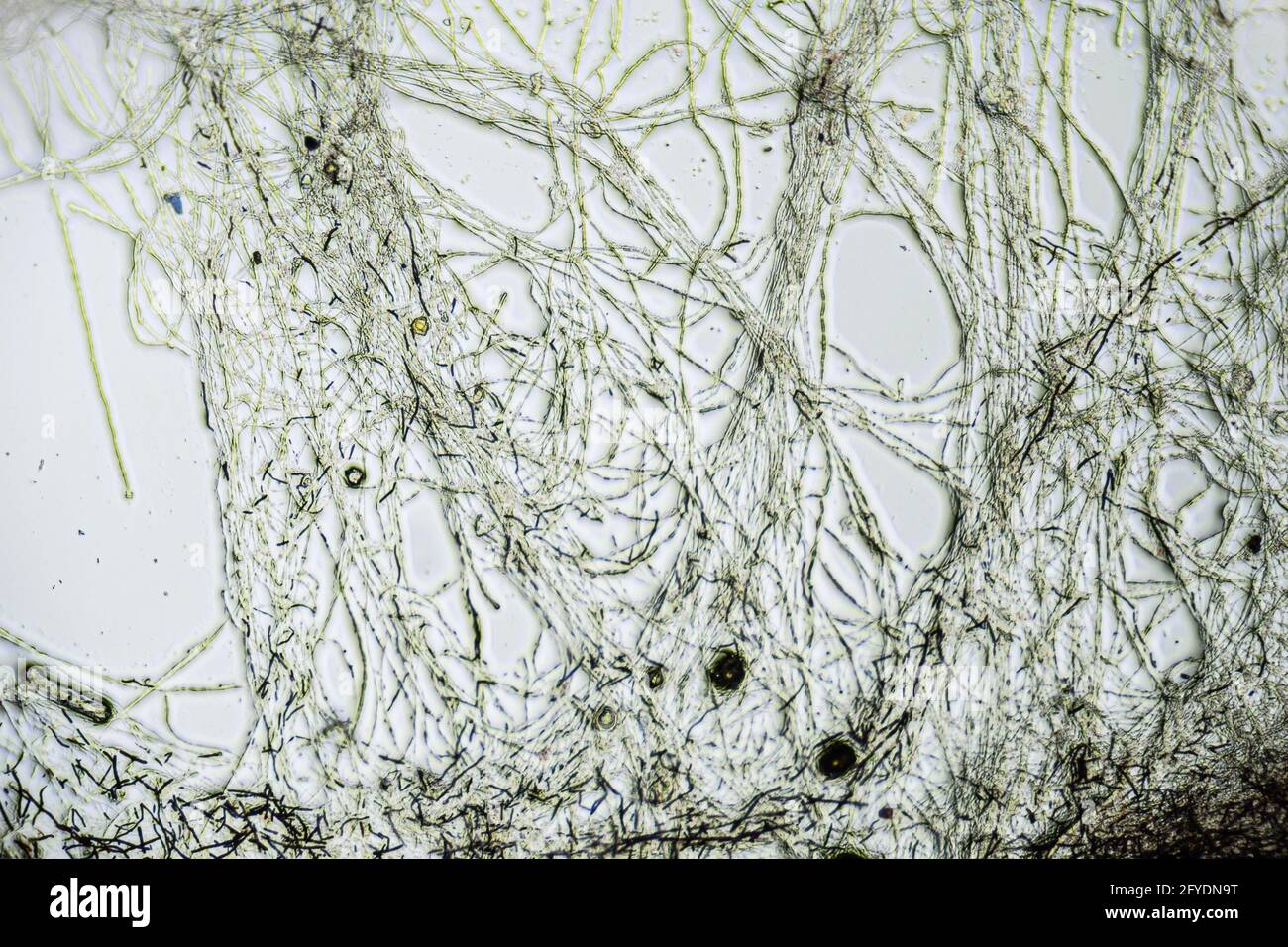 Kombucha tea macro close up under the light microscope, magnification ...