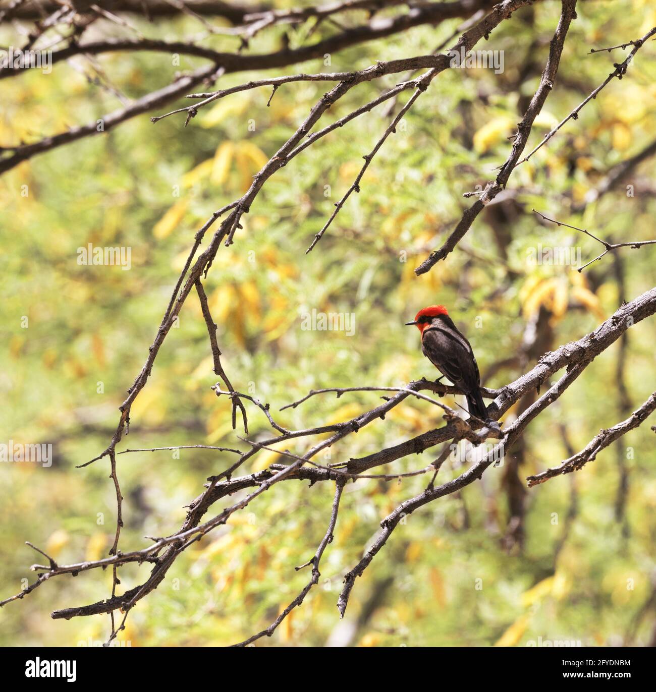 Vermillion phoenix hi-res stock photography and images - Alamy