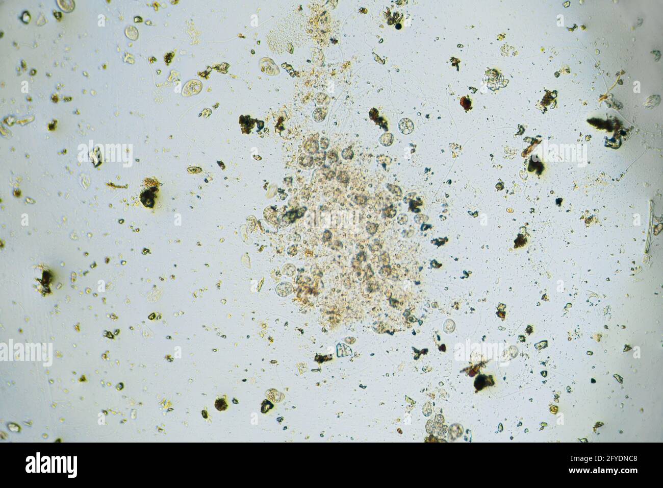 A lot of ciliates under the light microscope Stock Photo - Alamy