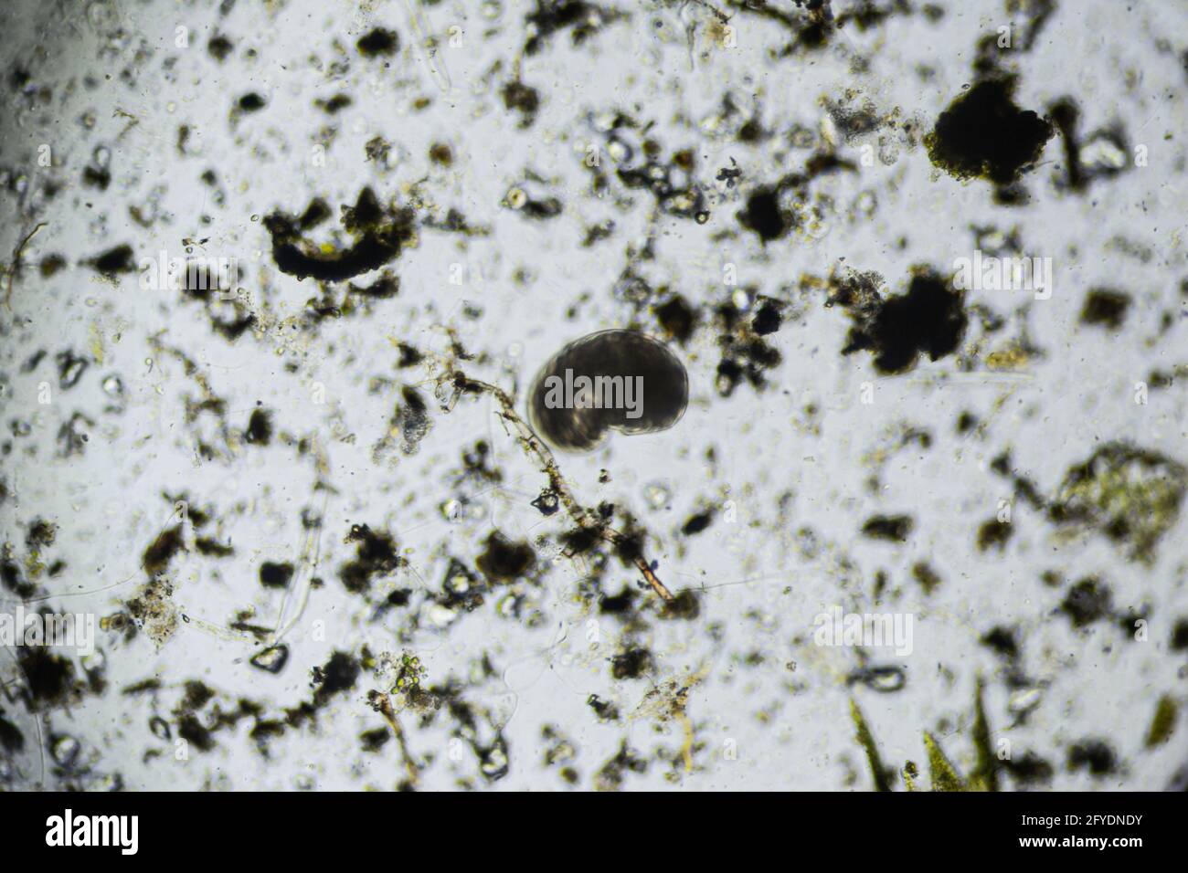 Large brown bean-shaped ciliate under the light microscope Stock Photo ...