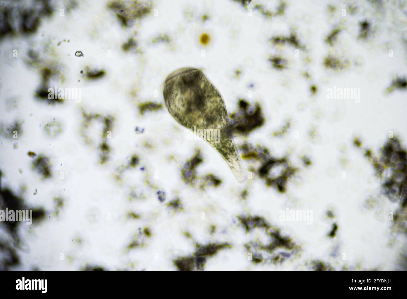 Stentorin hi-res stock photography and images - Alamy